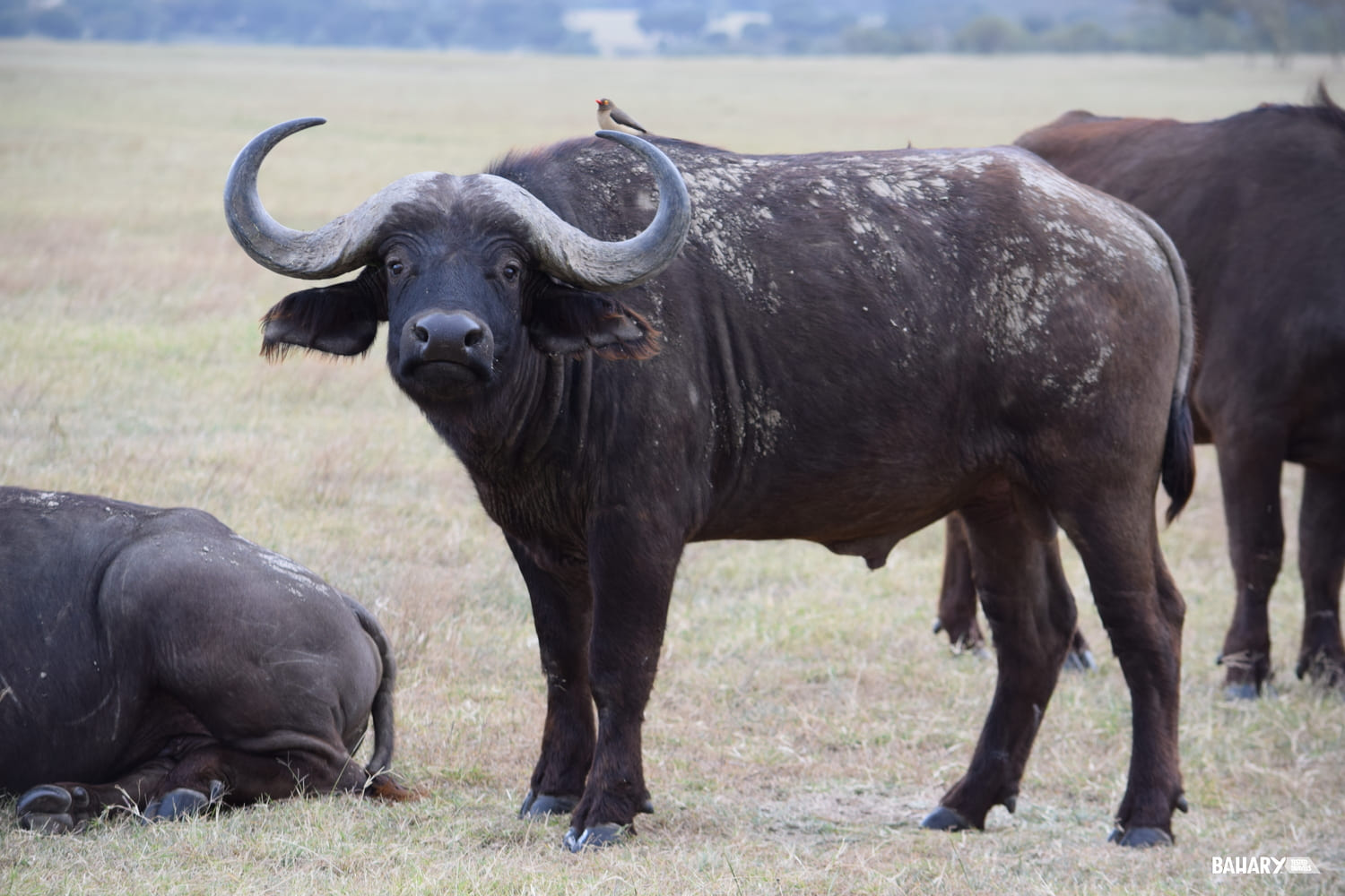 Safari a pie en Kenia - Reserva de Soysambu y Parque Nakuru